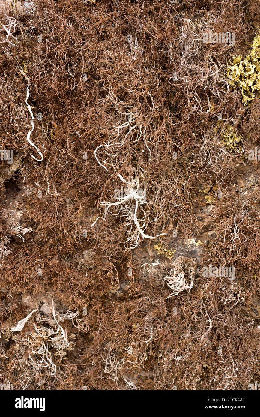 Orchilla lichen roccella canariensis hi-res stock photography and ...