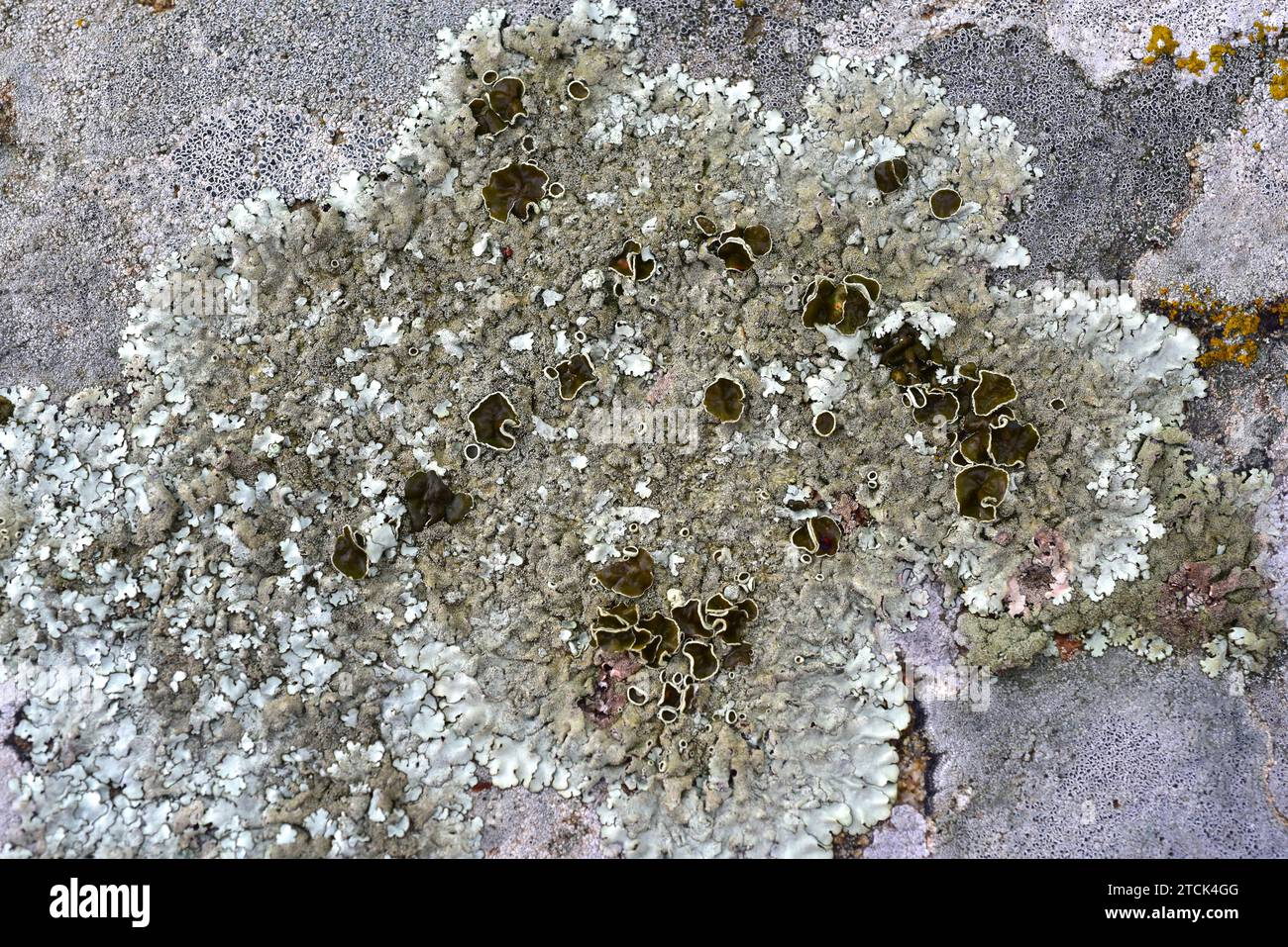 Xanthoparmelia tinctina or Parmelia tinctina is a foliose lichen with ...