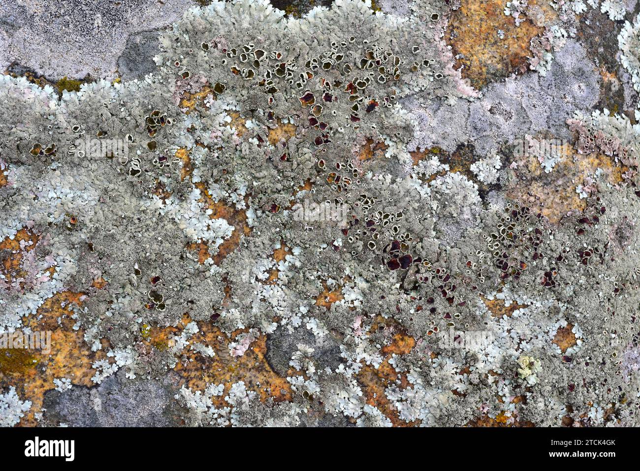 Xanthoparmelia tinctina or Parmelia tinctina is a foliose lichen with ...