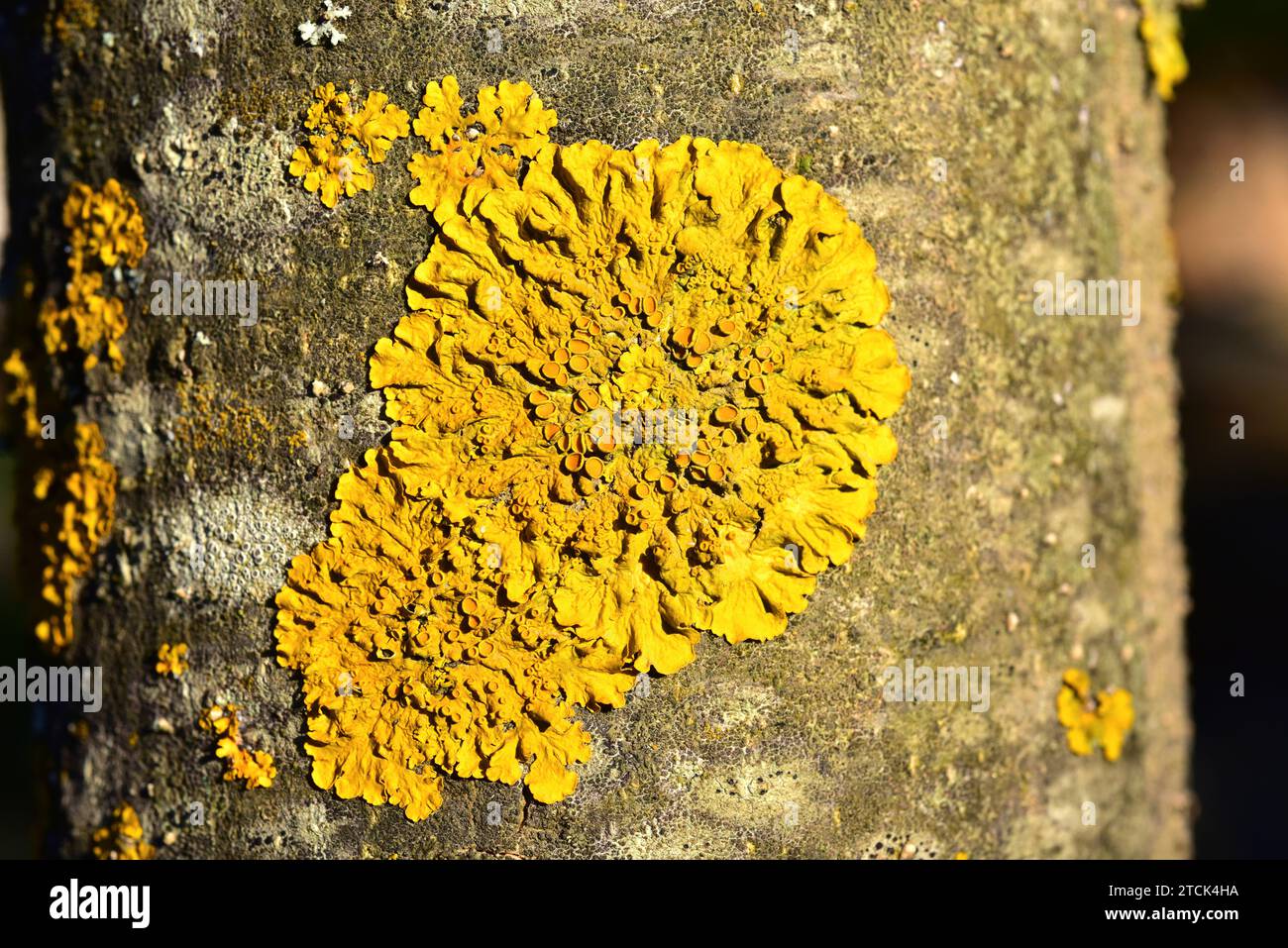 Xanthoria parietina is a foliose lichen with orange apothecia. This ...