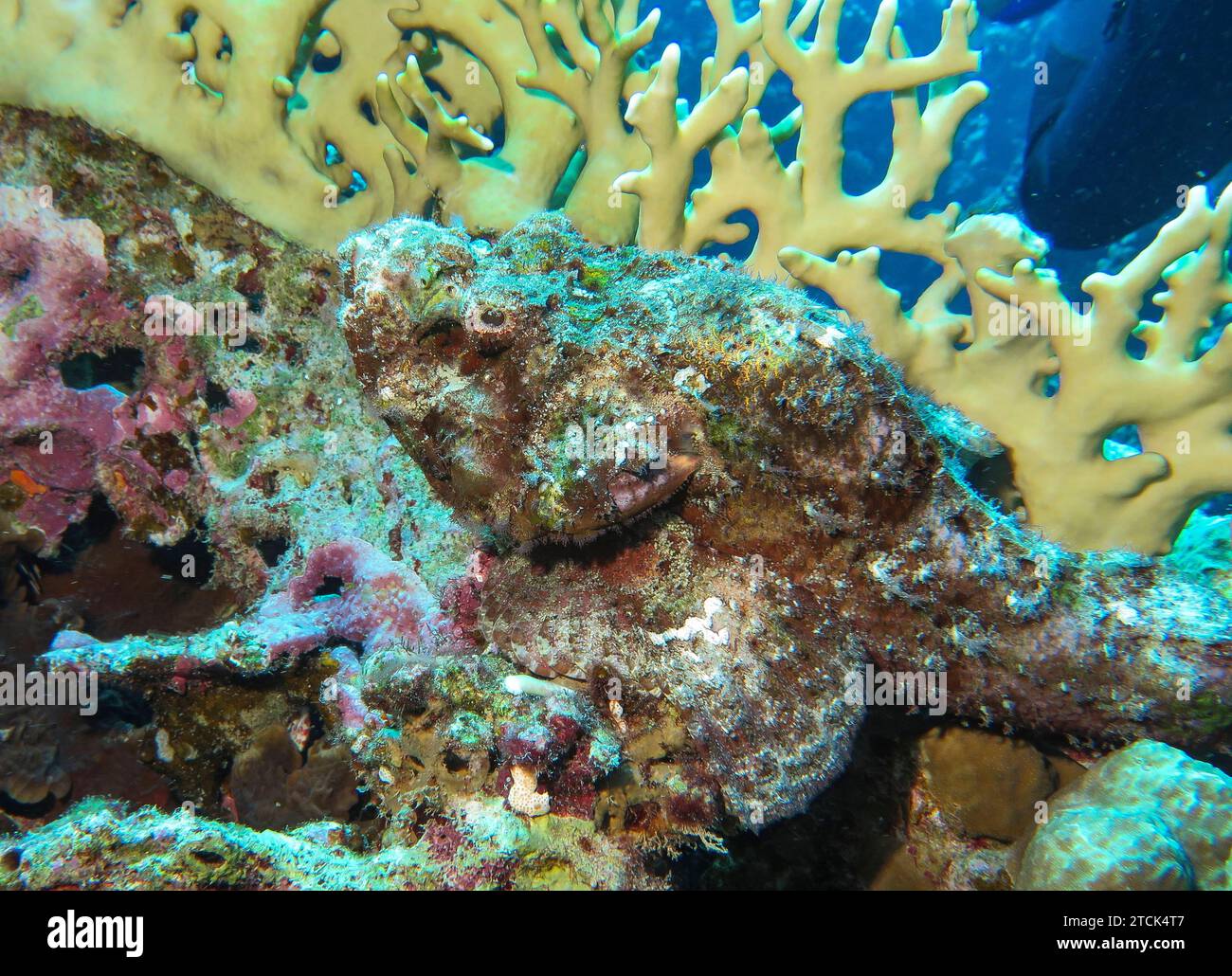 Steinfisch Synanceia verrucosa, Unterwasser-Foto, Tauchplatz The ...