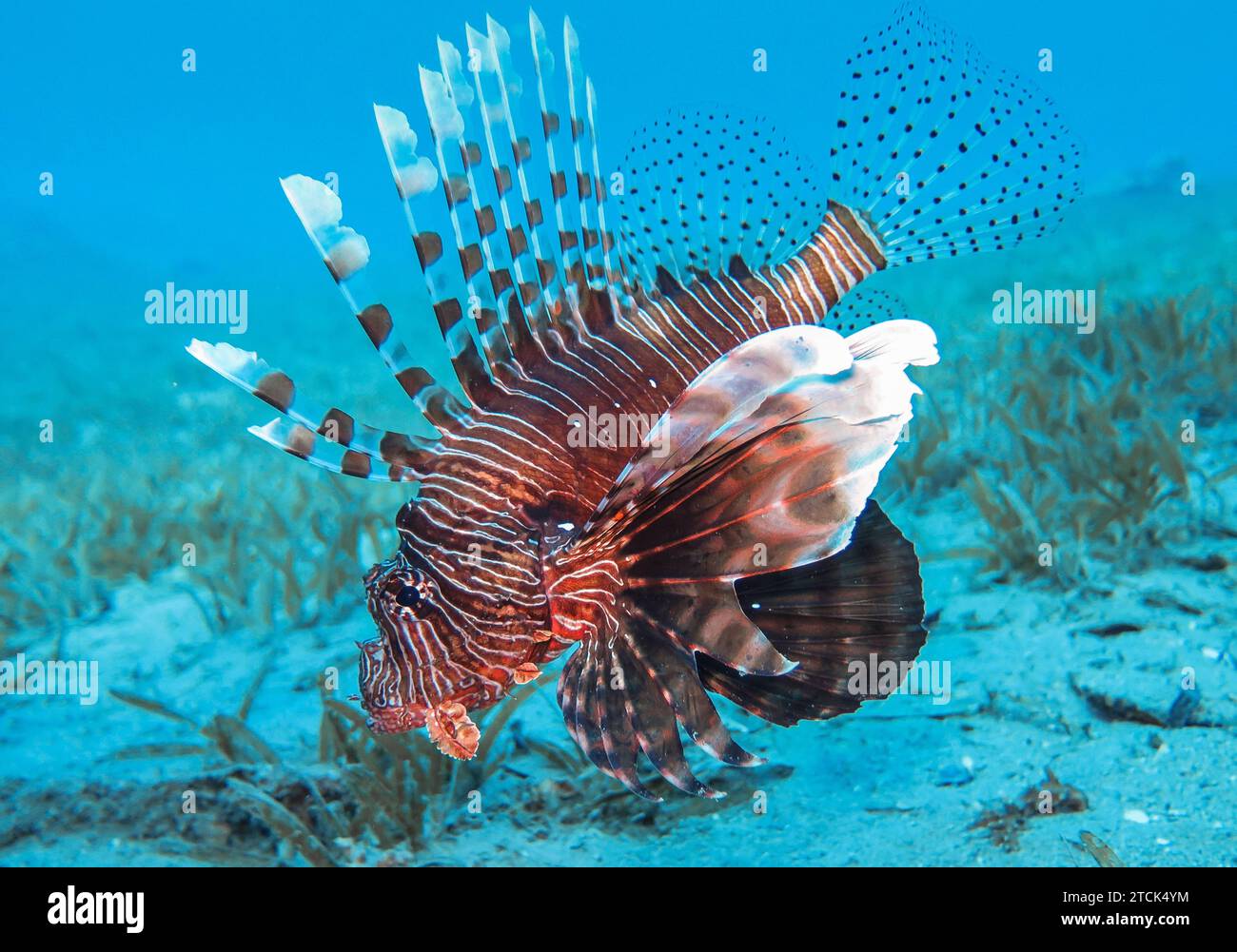 Rotfeuerfisch Pterois volitans, Unterwasser-Foto, Tauchplatz Lighthouse ...