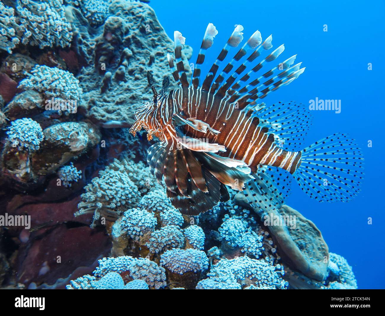 Rotfeuerfisch Pterois volitans, Unterwasser-Foto, Tauchplatz The Caves ...