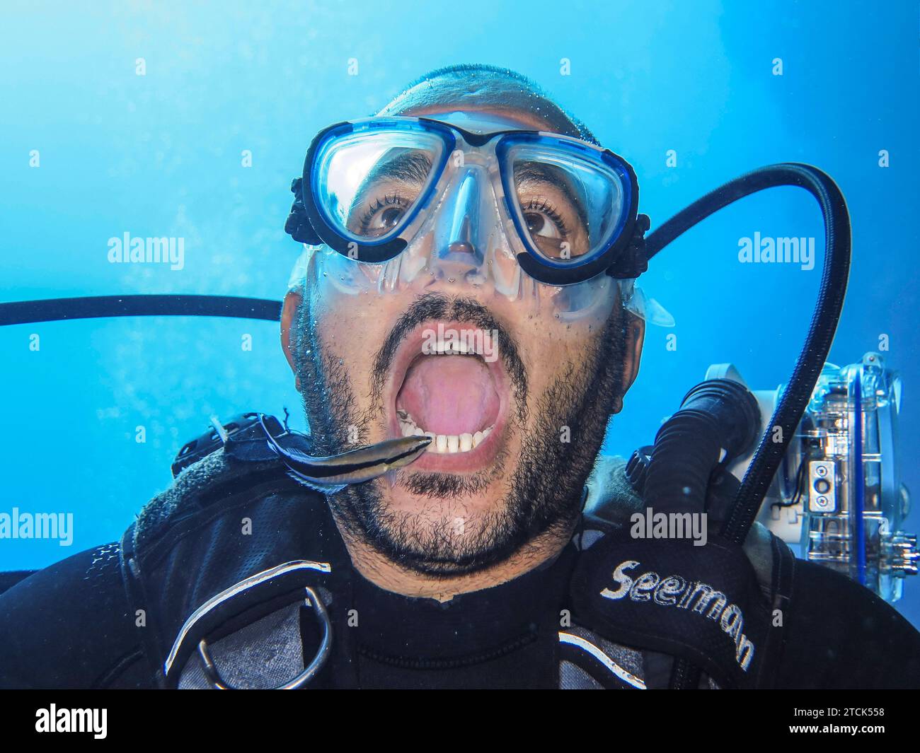 Kurioses Bild: Putzerfisch reinigt Taucher die Zähne, Putzsymbiose ...