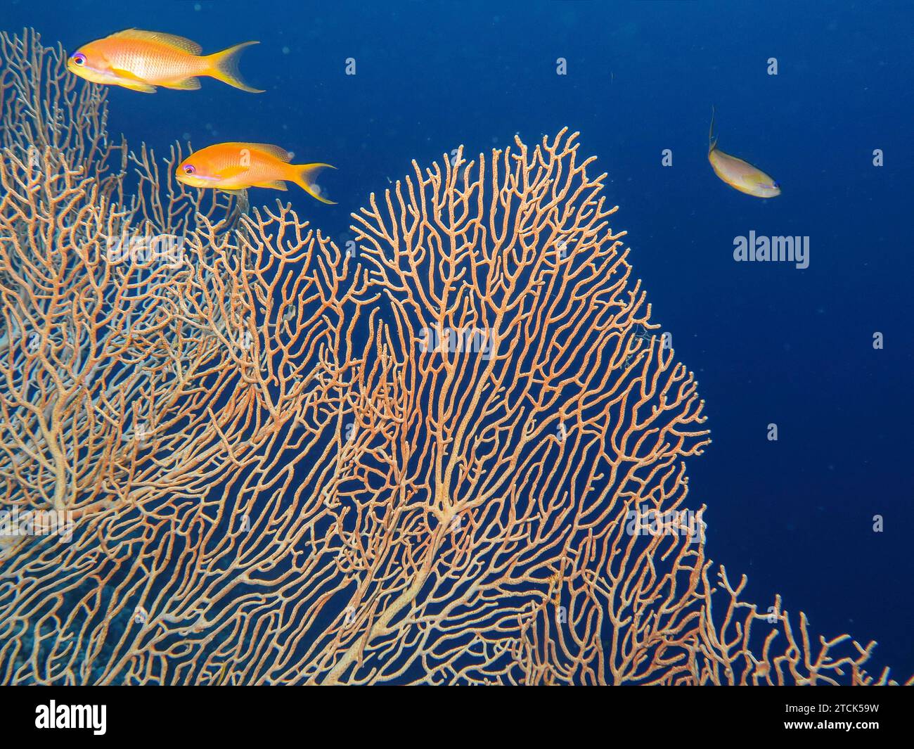 Gorgonienkoralle Octocorallia, Unterwasser-Foto, Tauchplatz Gabr El ...