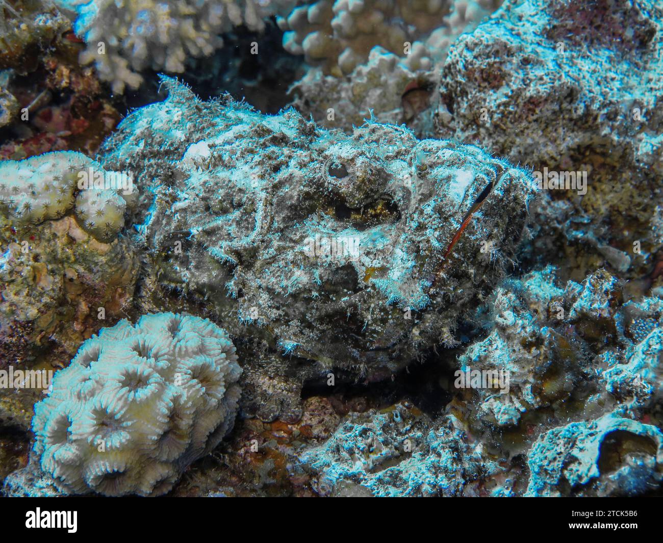 Steinfisch Synanceia verrucosa, Unterwasser-Foto, Tauchplatz The Canyon ...