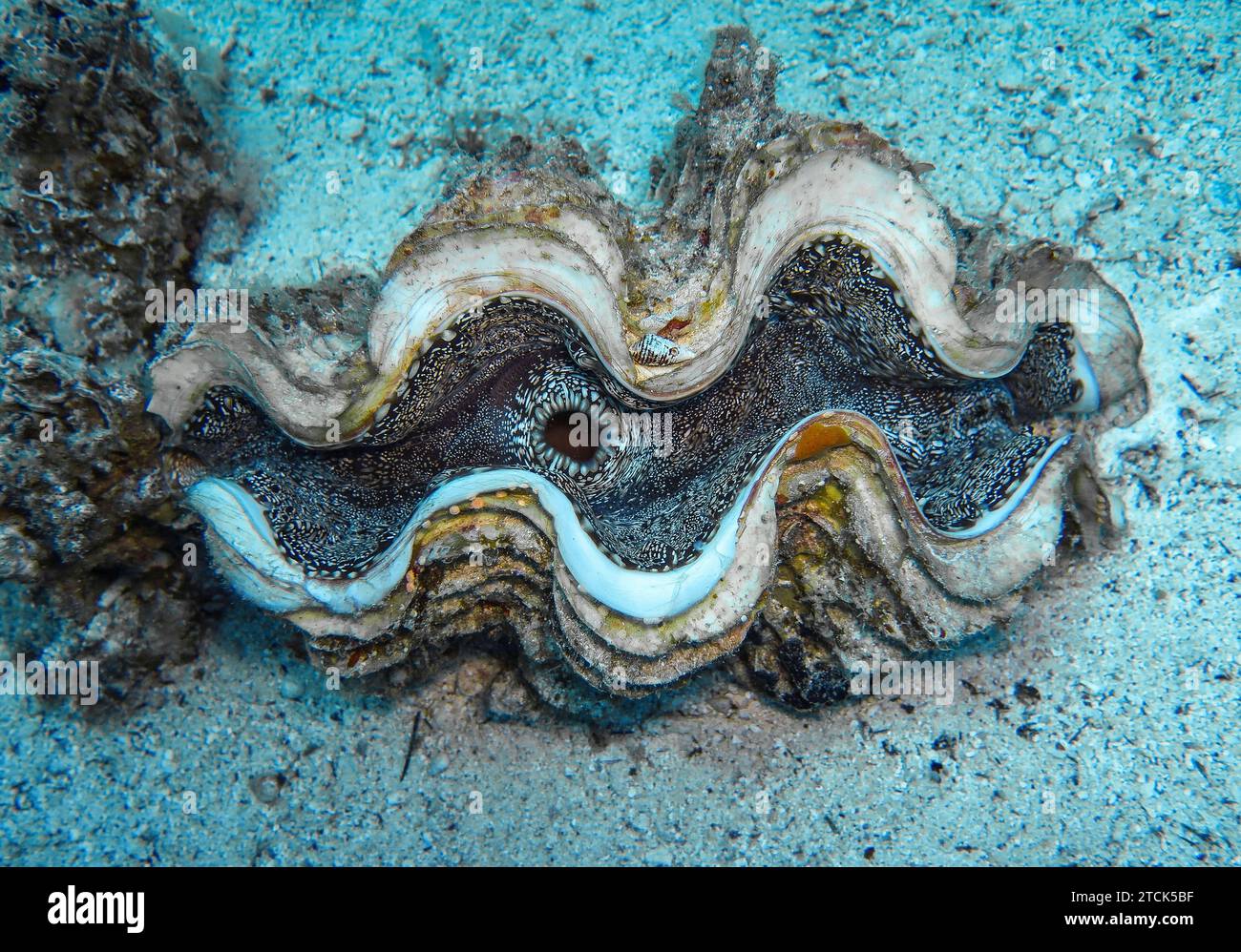 Schuppige Riesenmuschel - Tridacna squamosa, Unterwasser-Foto ...