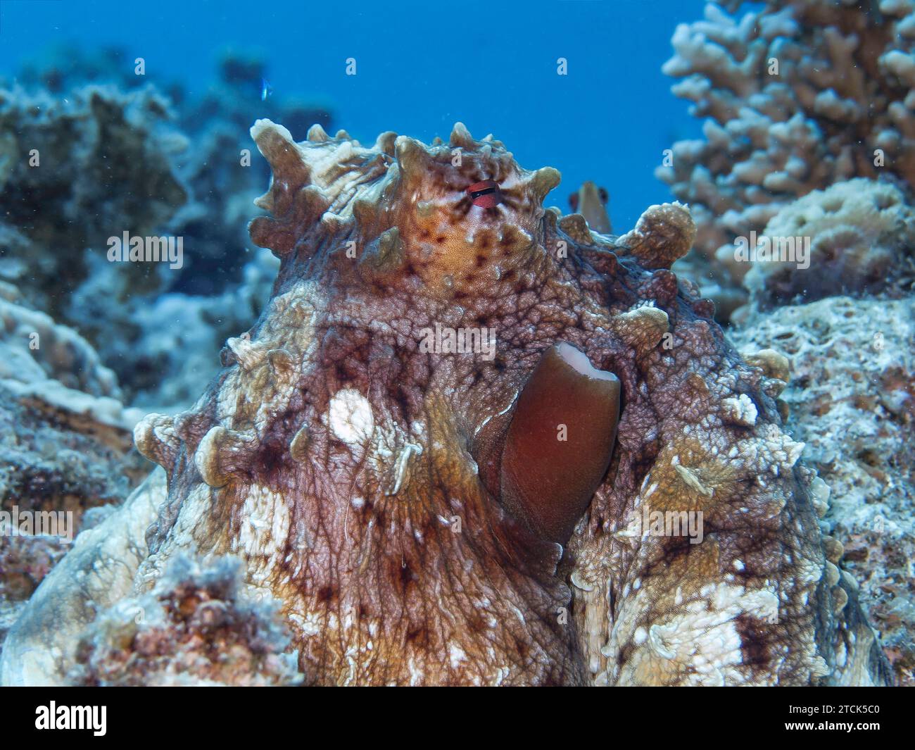 Octopus , Unterwasser-Foto, Tauchplatz Abu Talha, Dahab, Golf von Akaba ...