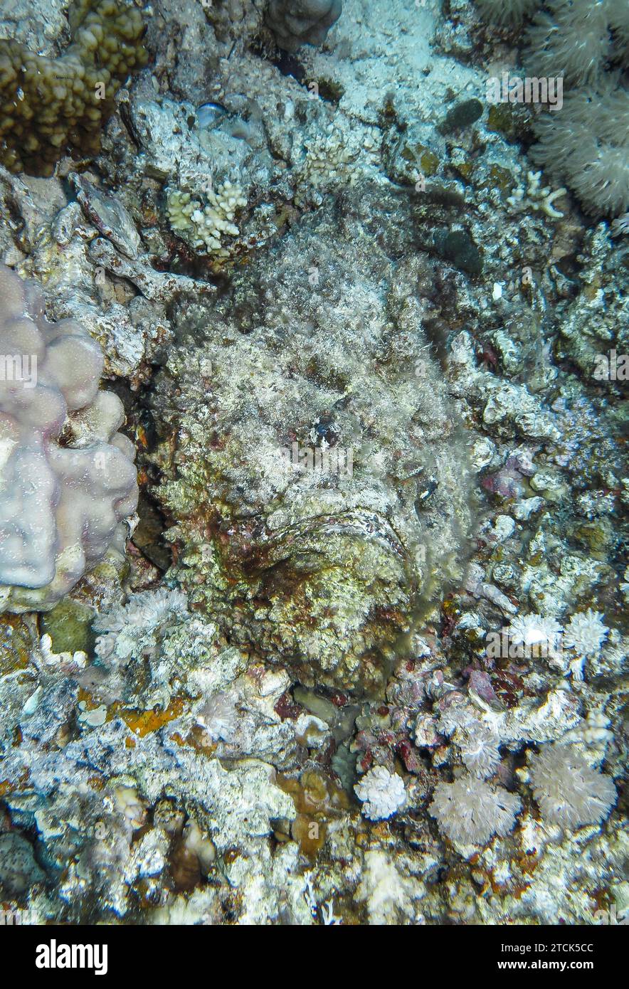 Steinfisch Synanceia verrucosa, Unterwasser-Foto, Tauchplatz Blue Hole ...