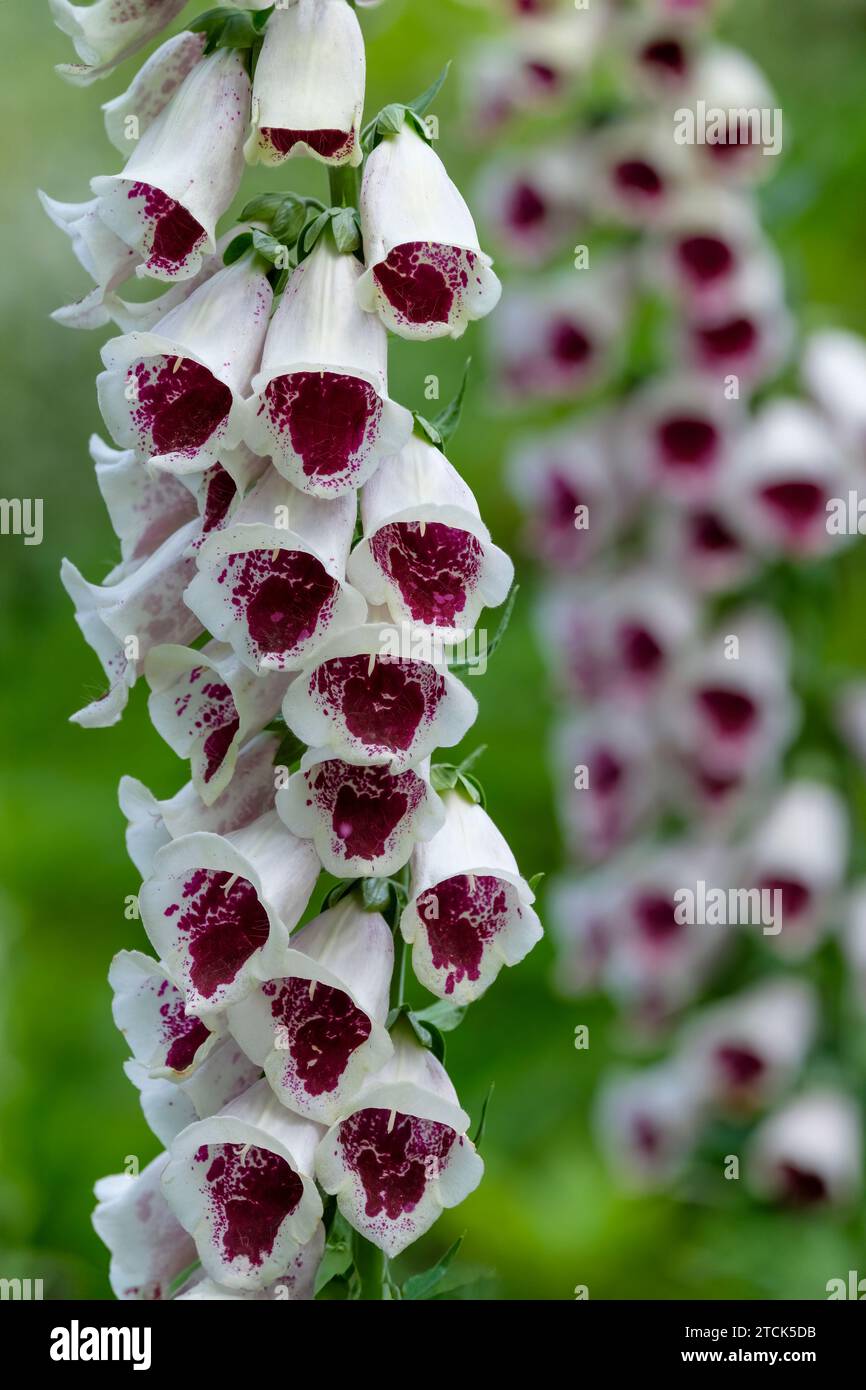 Digitalis purpurea 'Pam's Choice, foxglove, white, trumpet-shaped ...