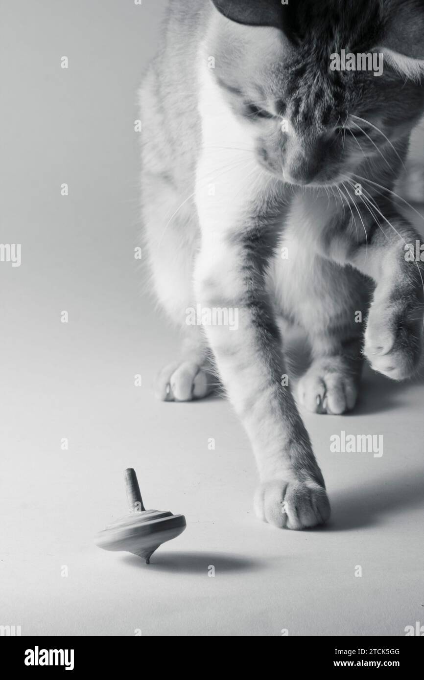 Cat with top hi-res stock photography and images - Alamy