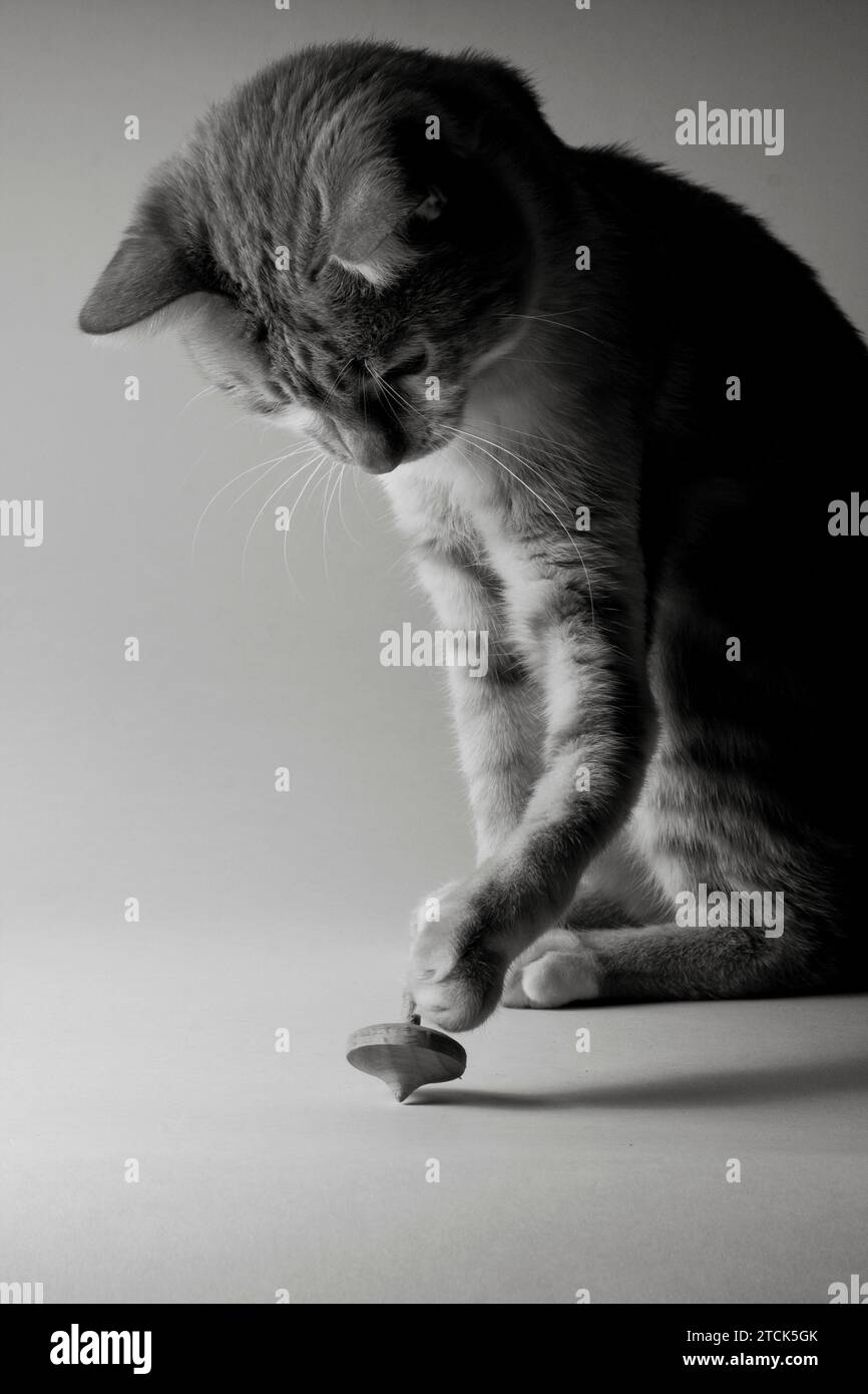 Top cat toy hi-res stock photography and images - Alamy