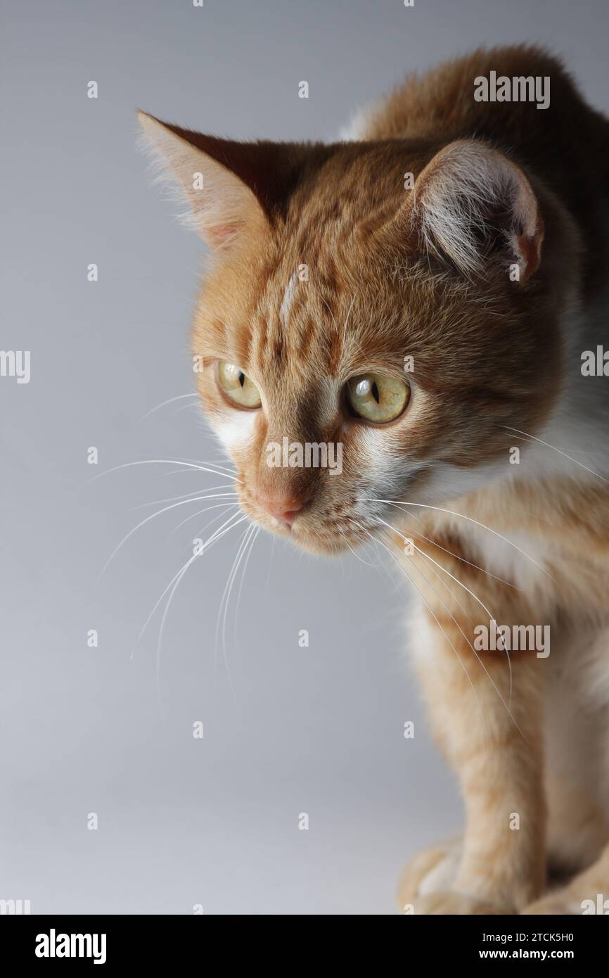 Spinning top and Cat Stock Photo - Alamy