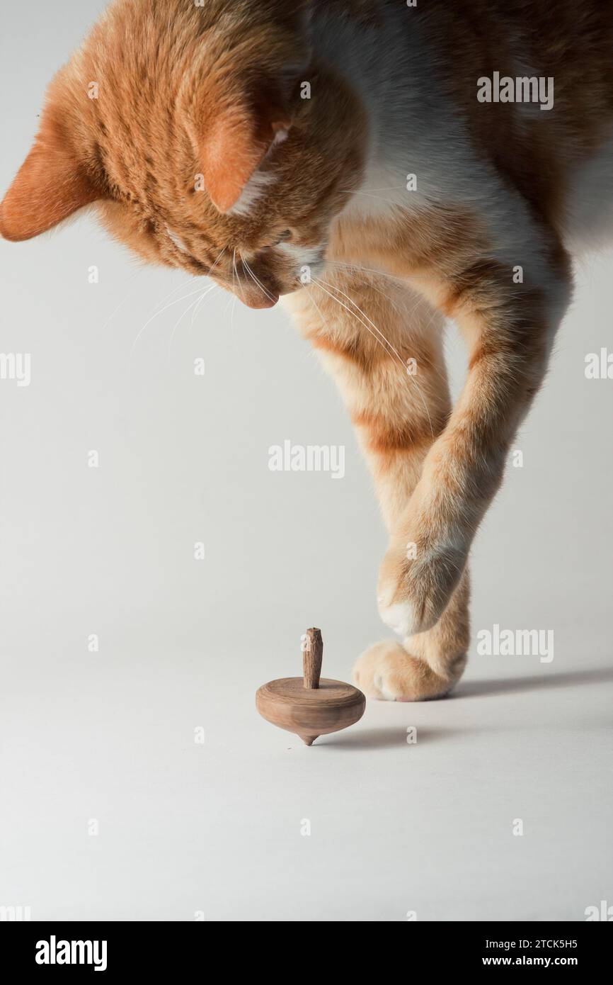 Top cat toy hi-res stock photography and images - Alamy