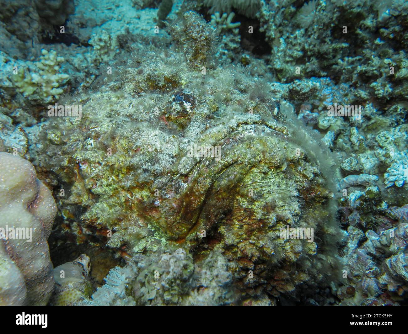 Steinfisch Synanceia verrucosa, Unterwasser-Foto, Tauchplatz Blue Hole ...