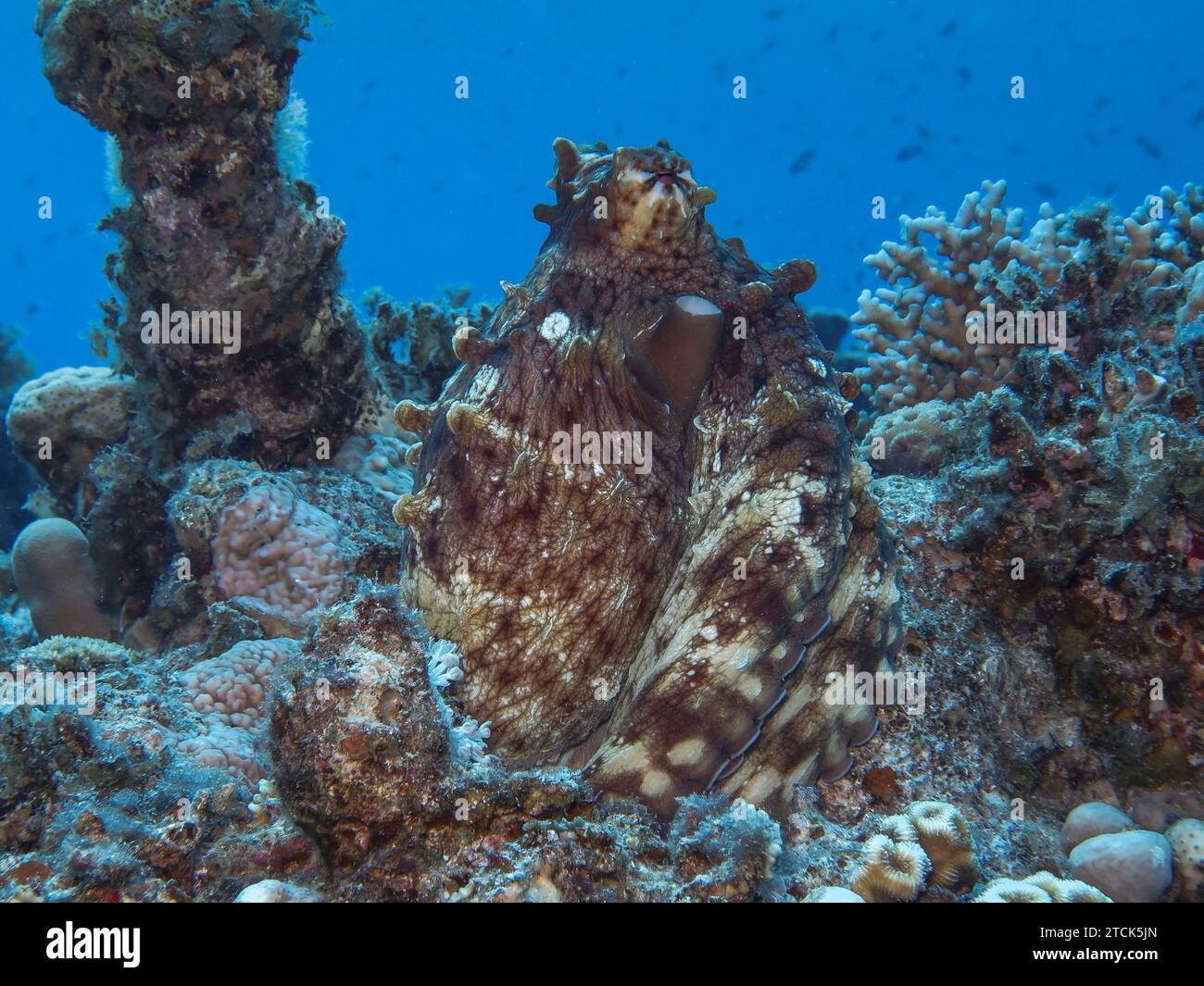 Octopus , Unterwasser-Foto, Tauchplatz Abu Talha, Dahab, Golf von Akaba ...