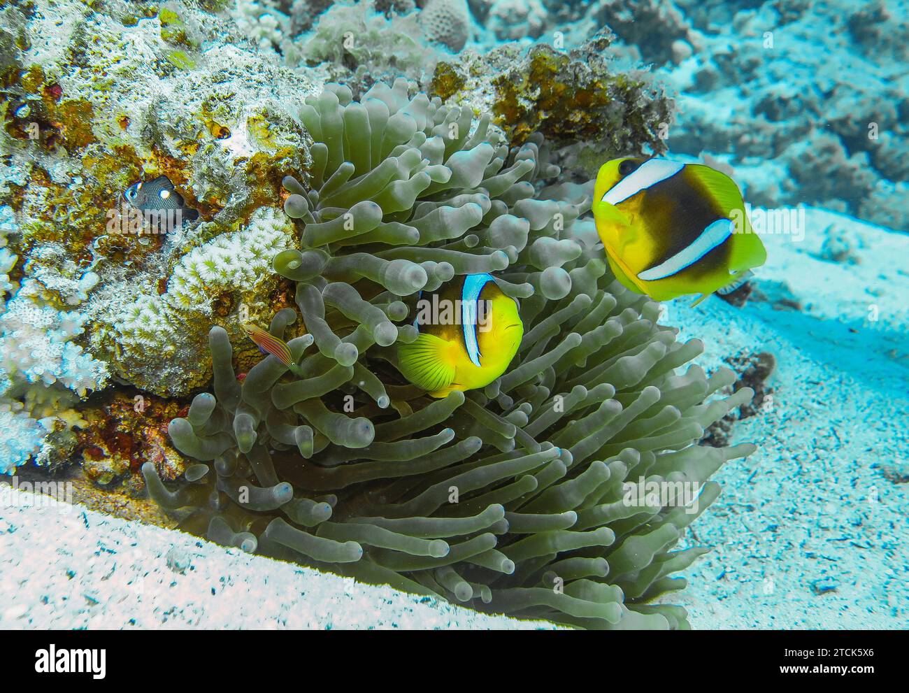 Seeanemone Actiniaria, Rotmeer-Anemonenfisch Amphiprion bicinctus ...