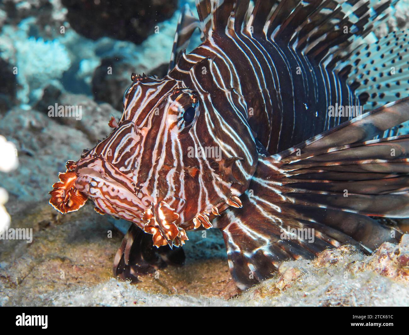 Rotfeuerfisch Pterois volitans, Unterwasser-Foto, Tauchplatz The Canyon ...
