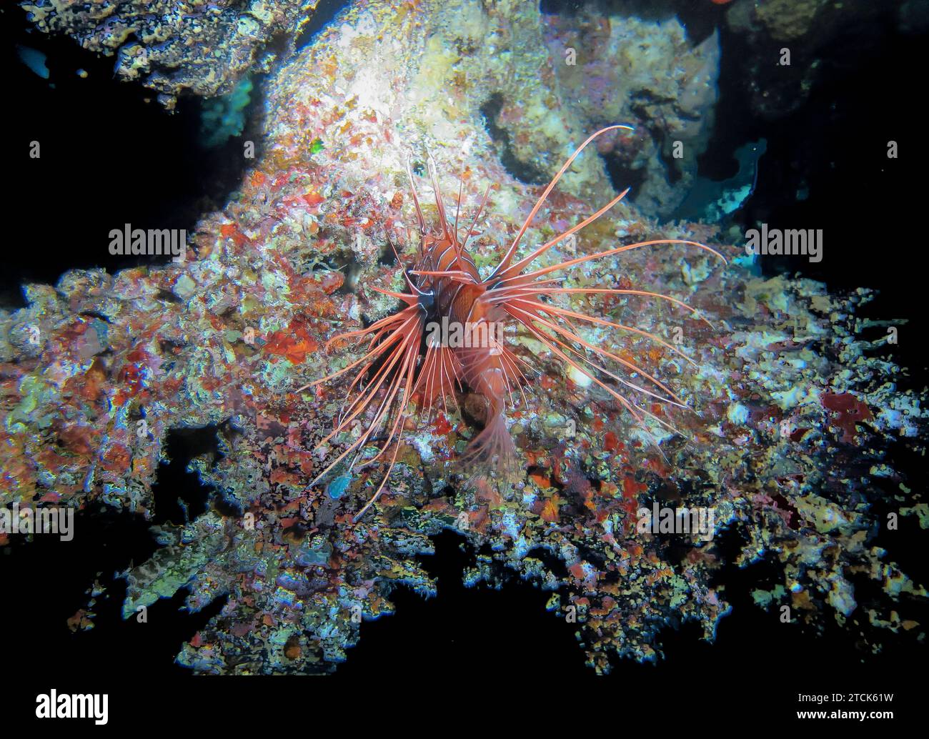 Feuerfisch foto hi-res stock photography and images - Alamy