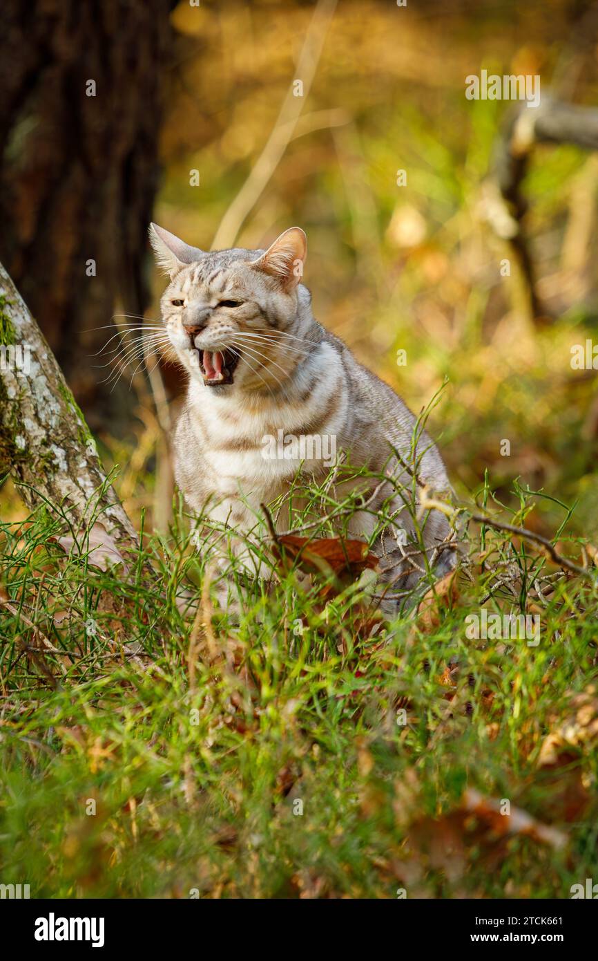 Angry male bengal cat outdoors in nature park Stock Photo - Alamy