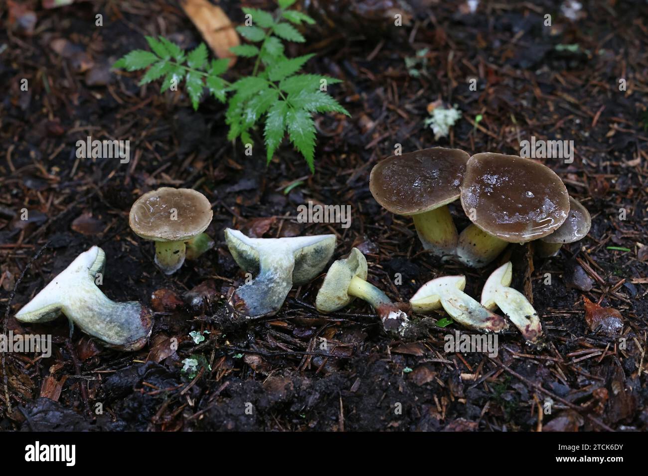 Xerocomellus cisalpinus, previously called Xerocomellus chrysenteron ...