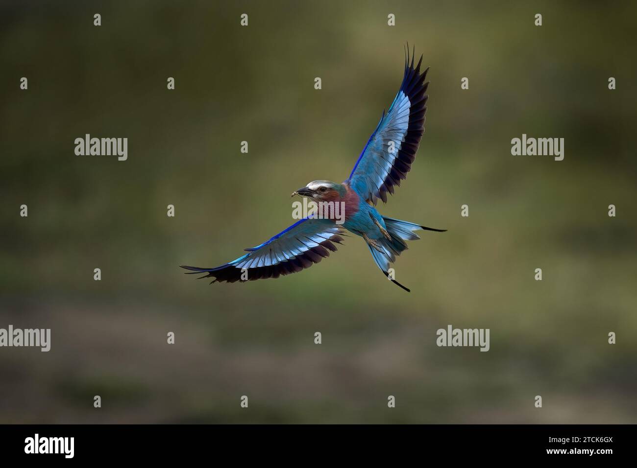 Lilac Breasted Roller in flight (Coracias caudatus), Masai Mara, Olare Motorogi Conservancy ...
