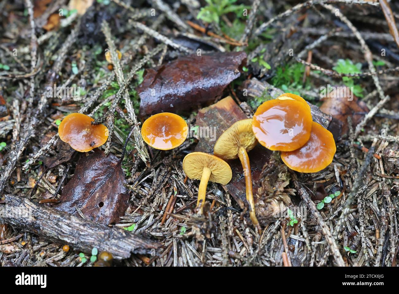 Rugosomyces fallax hi-res stock photography and images - Alamy