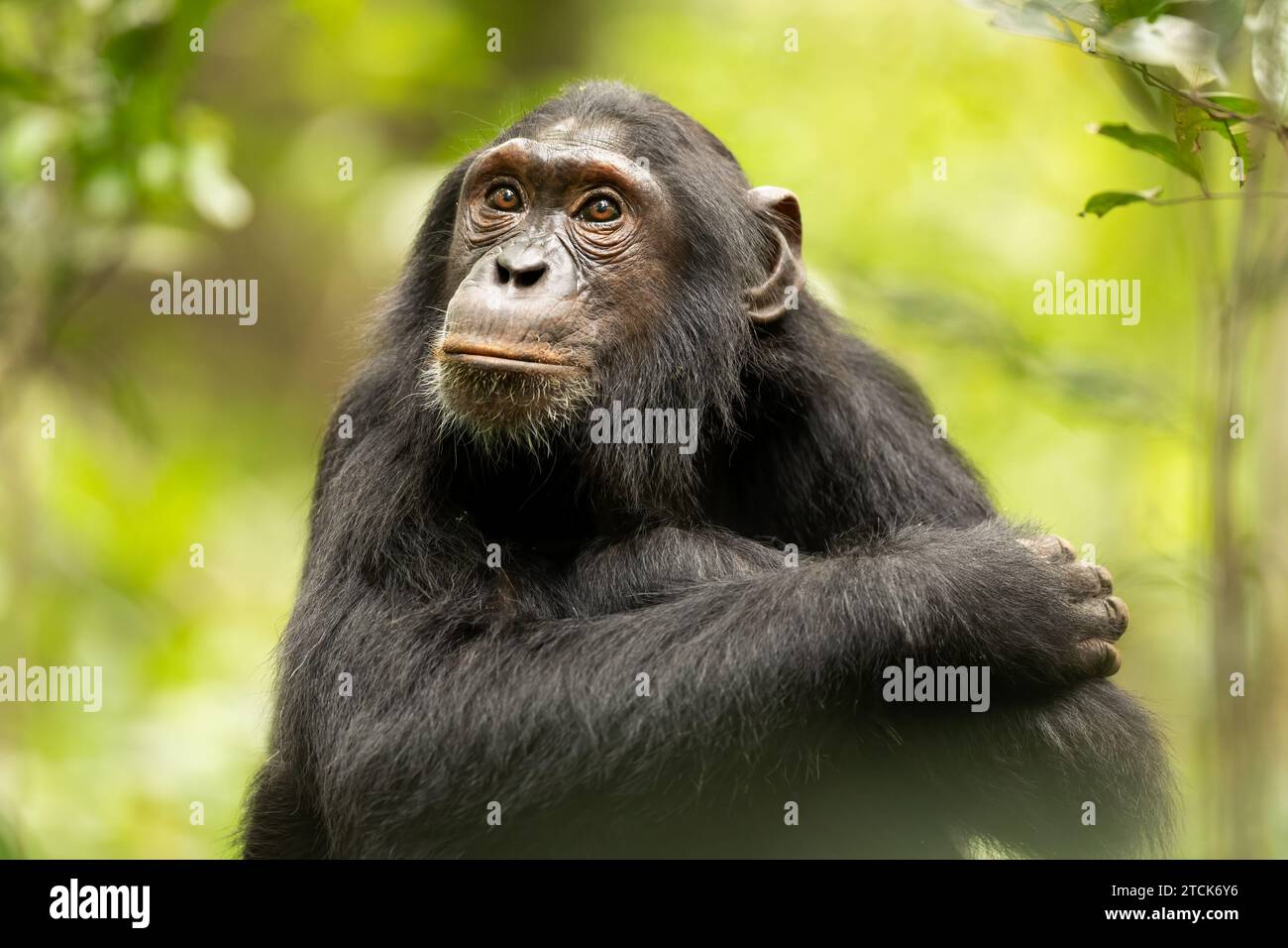 Chimpanzee, Pan troglodytes, Kibale Forest National Park, Uganda Stock ... Chimpanzee, Pan troglodytes, Kibale Forest National Park, Uganda Stock ...