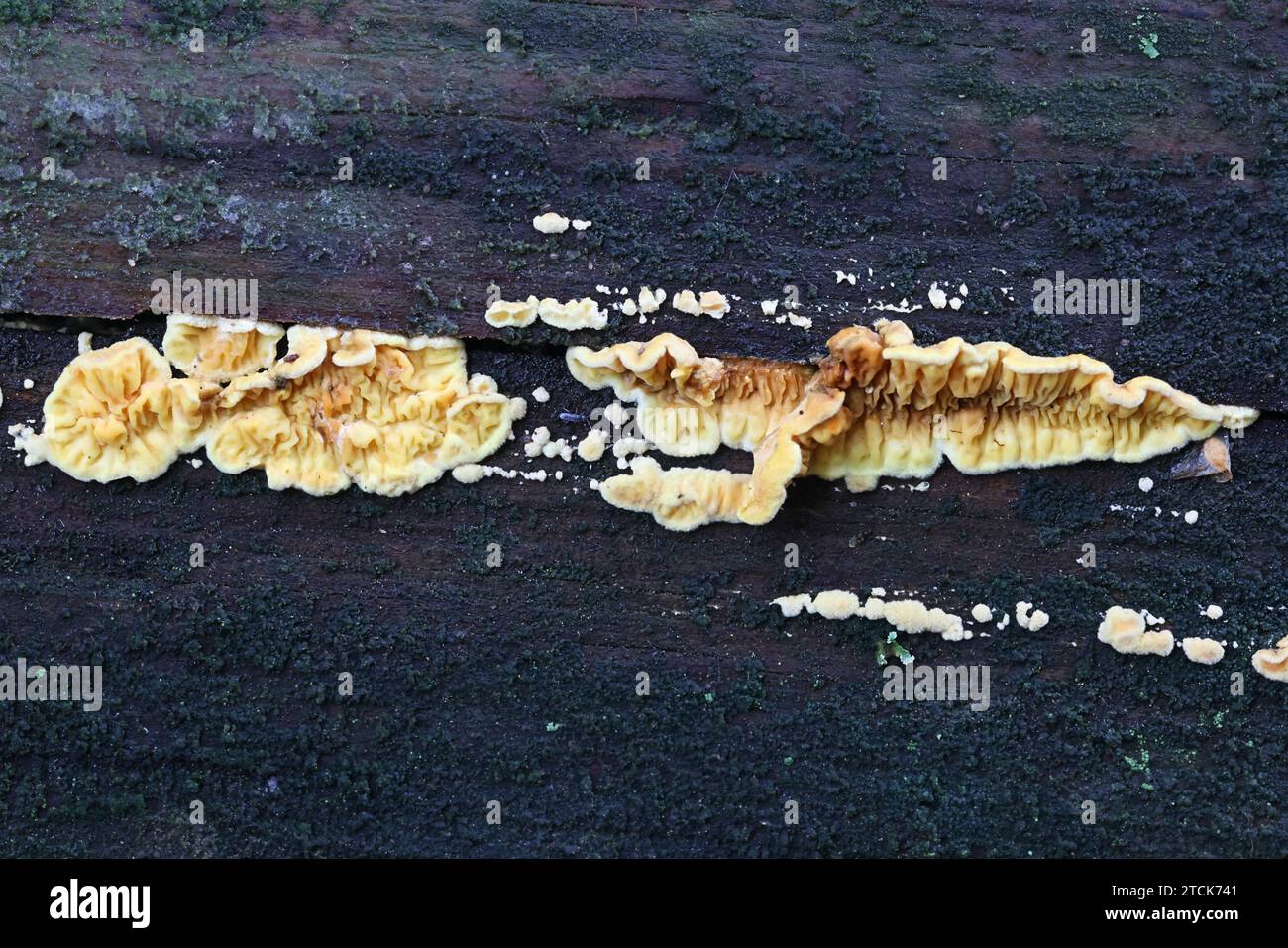 Pseudomerulius aureus, also called Merulius aureus or Plicatura aurea ...