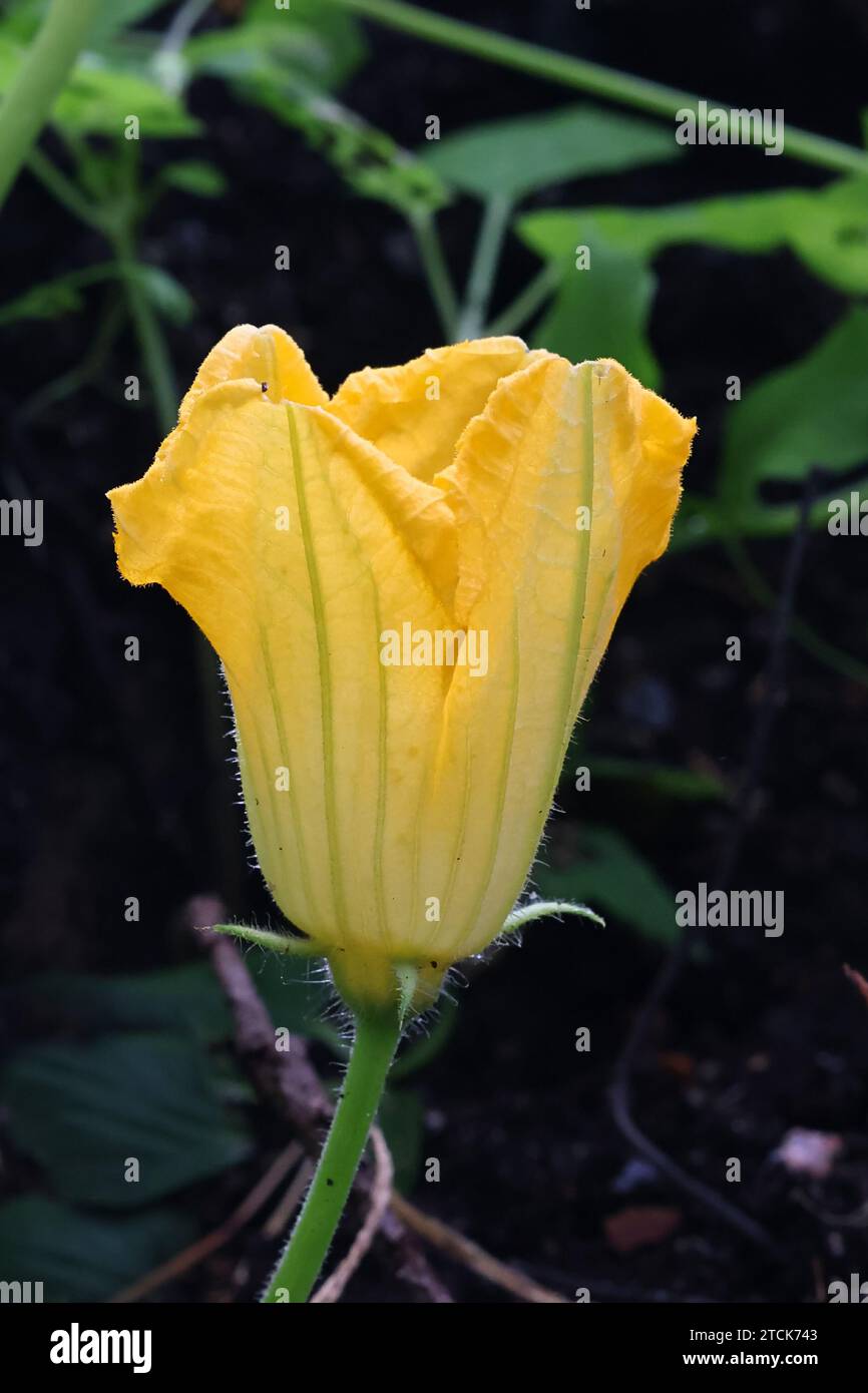 Yellow flower of squash, Cucurbita pepo, a cultivated vegetable Stock ...