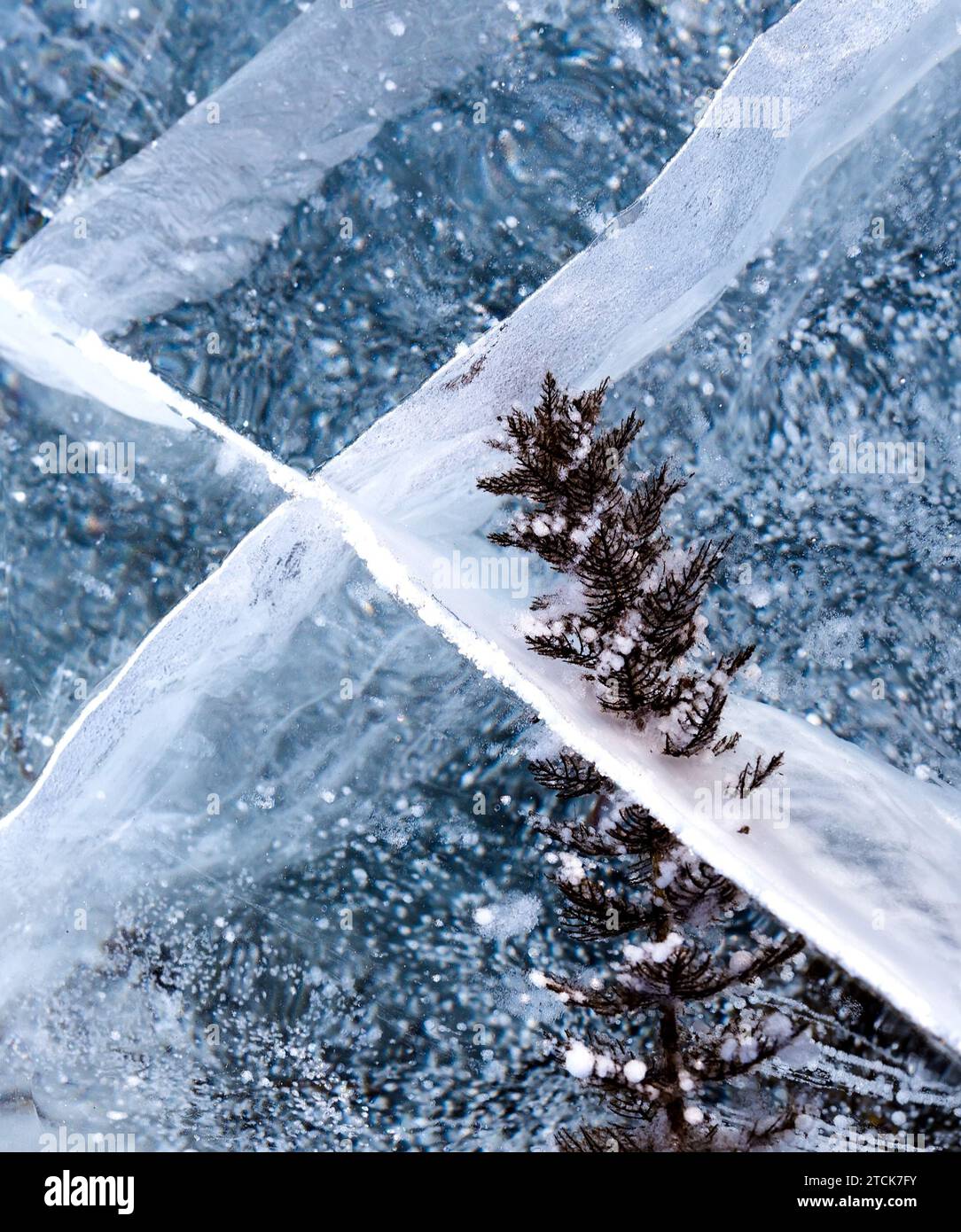 Algae under transparent ice. Natural ice background with methane ...