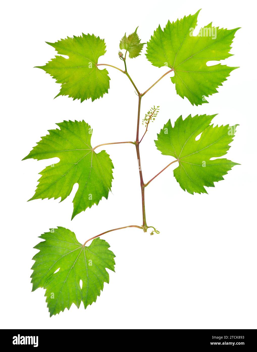 fresh grape leaves isolated on white Stock Photo - Alamy
