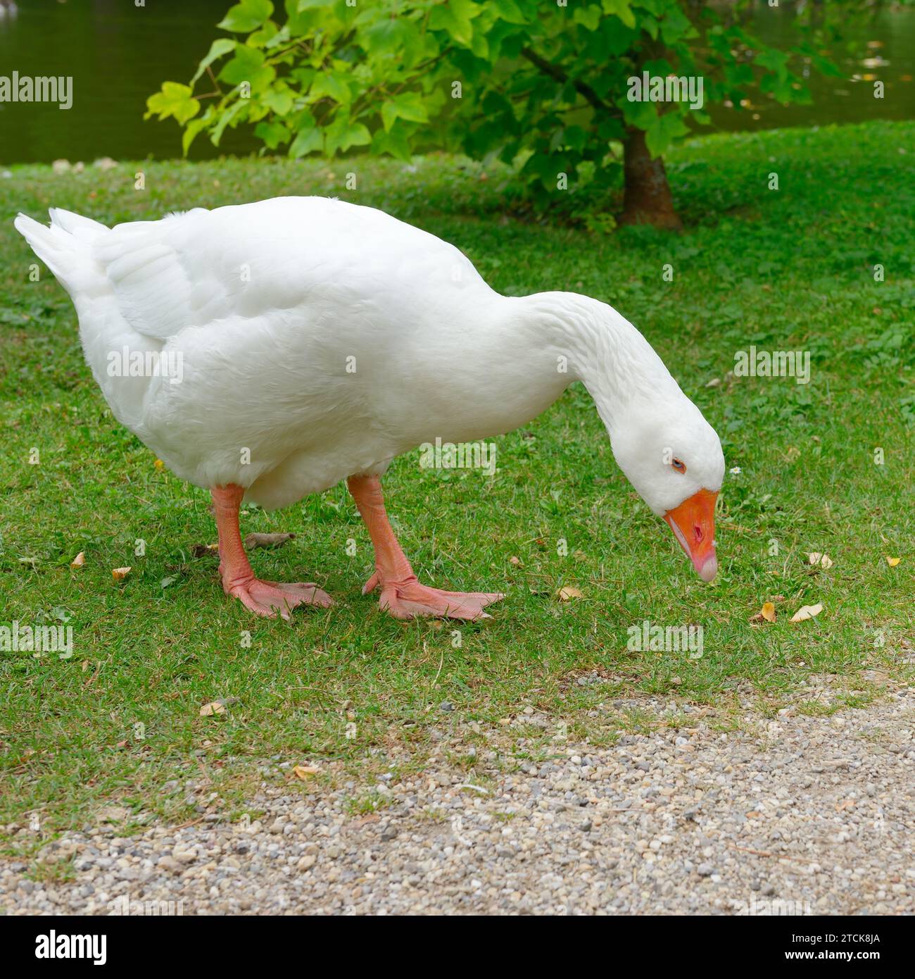 Geese walking in meadow poultry hi-res stock photography and images - Alamy