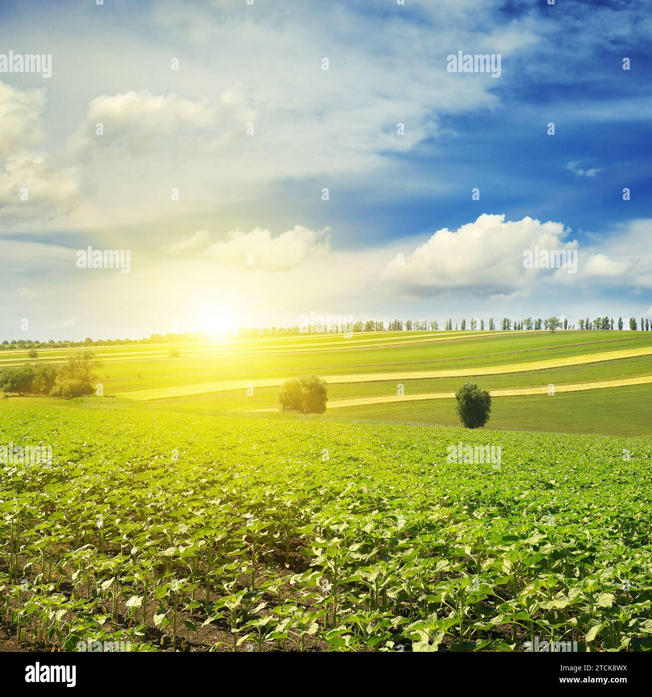 Sunrise over farm field hi-res stock photography and images - Alamy