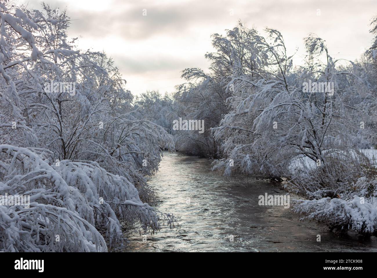 Snow-covered trees on the shore of fast flowing river in winter ...