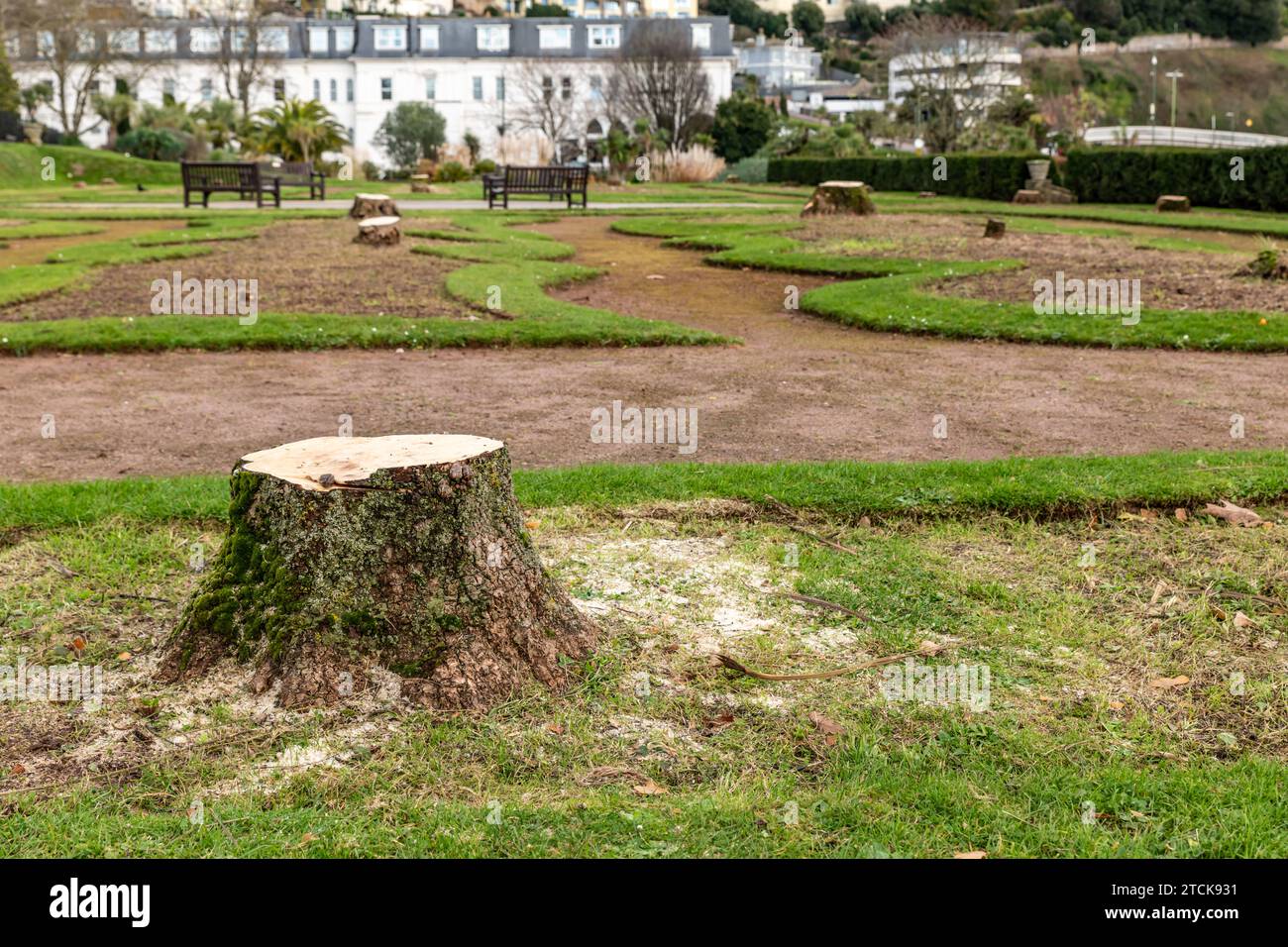 Torquay, UK. 13th Dec, 2023. Torbay council face criticism for felling ...