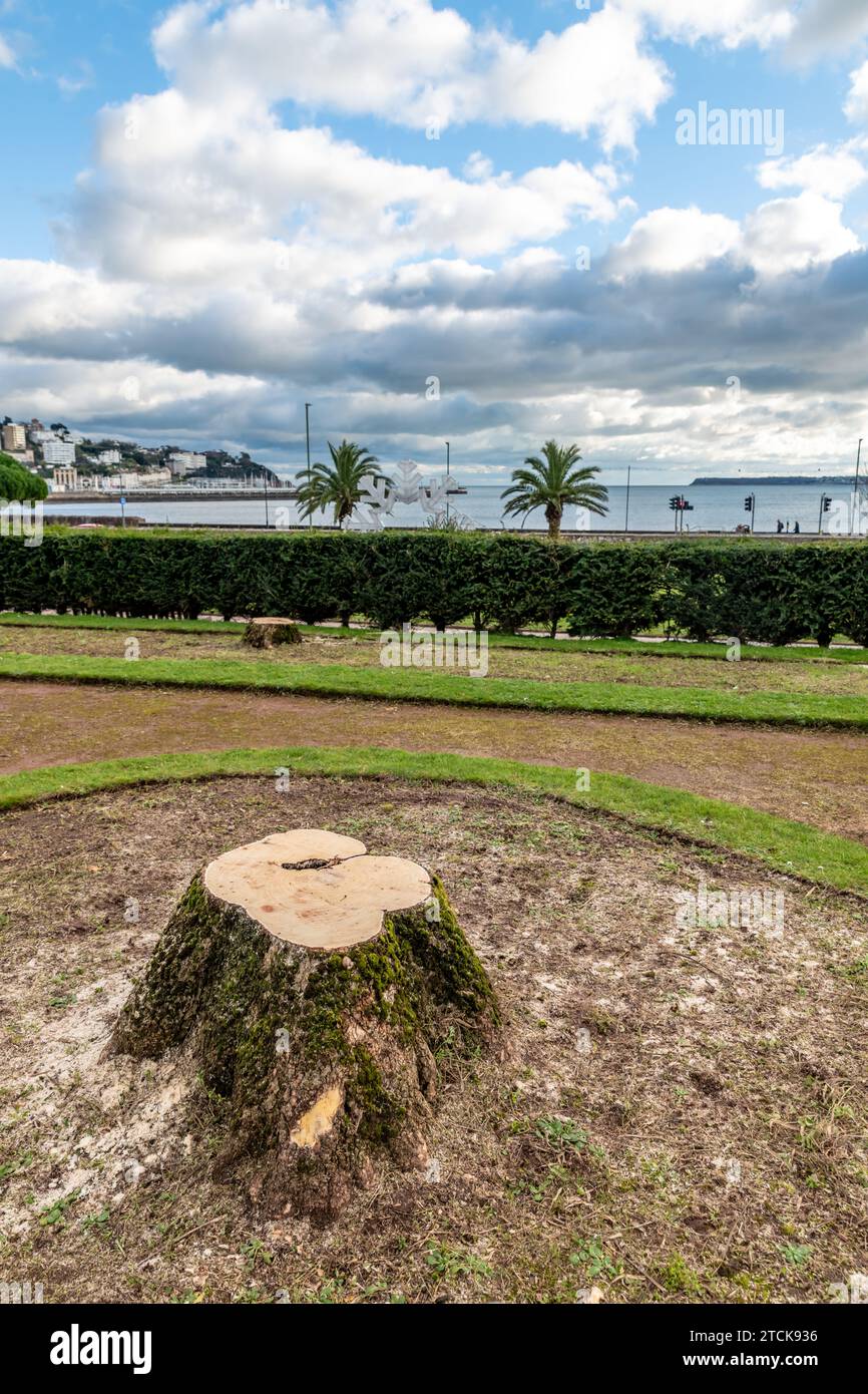 Cutting down palm trees hi-res stock photography and images - Alamy