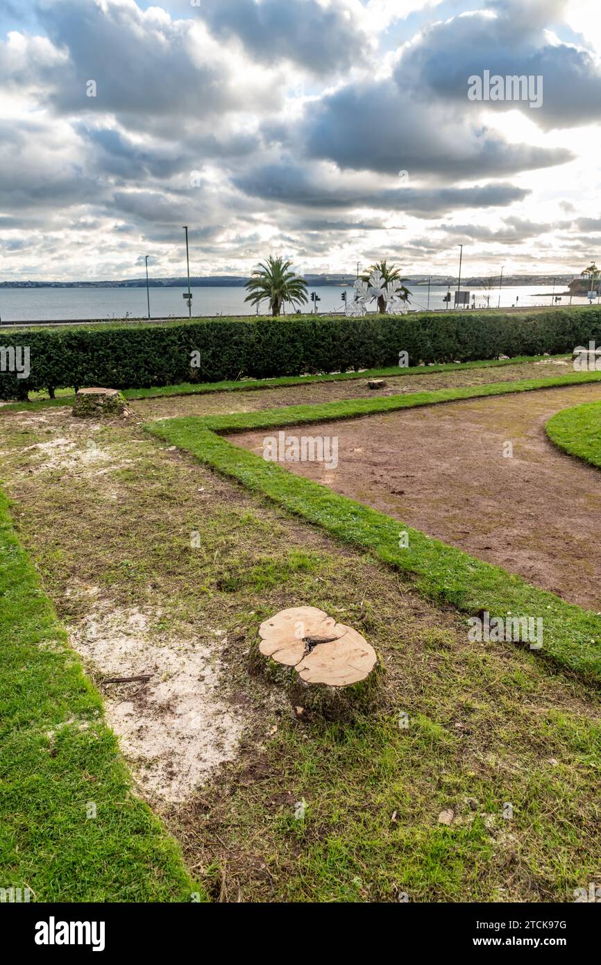 Torquay, UK. 13th Dec, 2023. Torbay council face criticism for felling ...