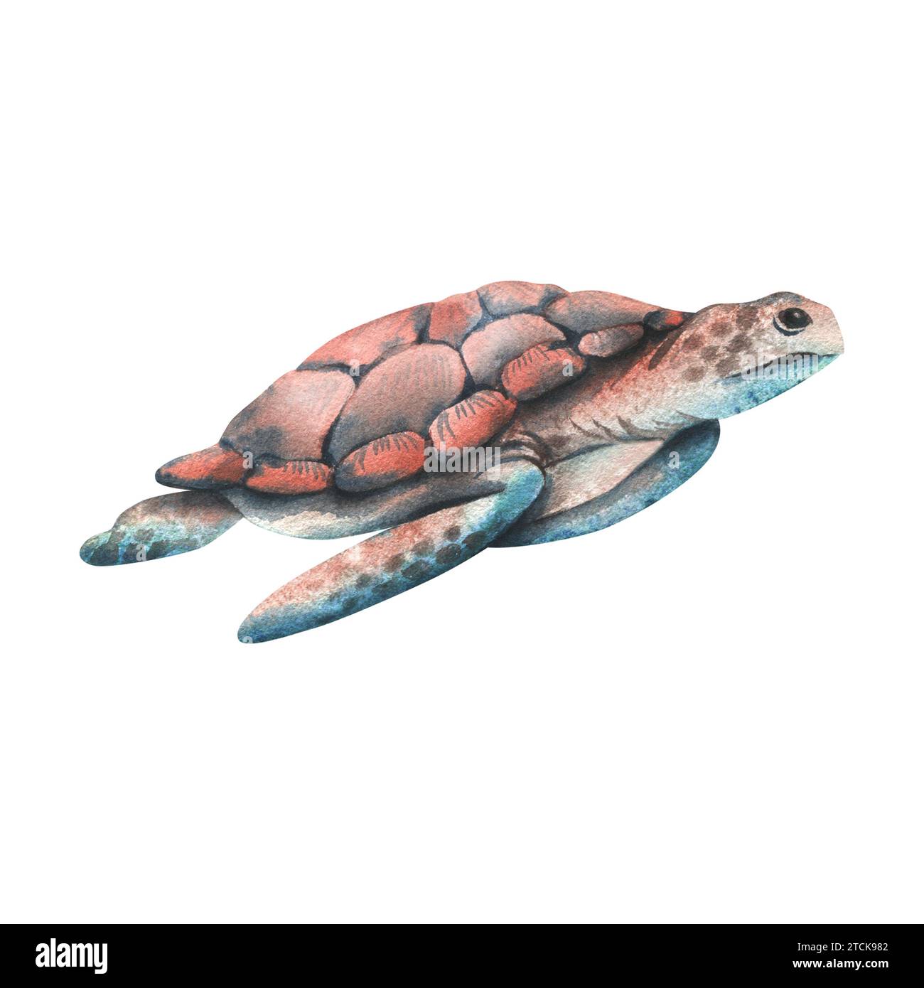 Sea turtle of coral and turquoise, blue color. Hand drawn watercolor ...