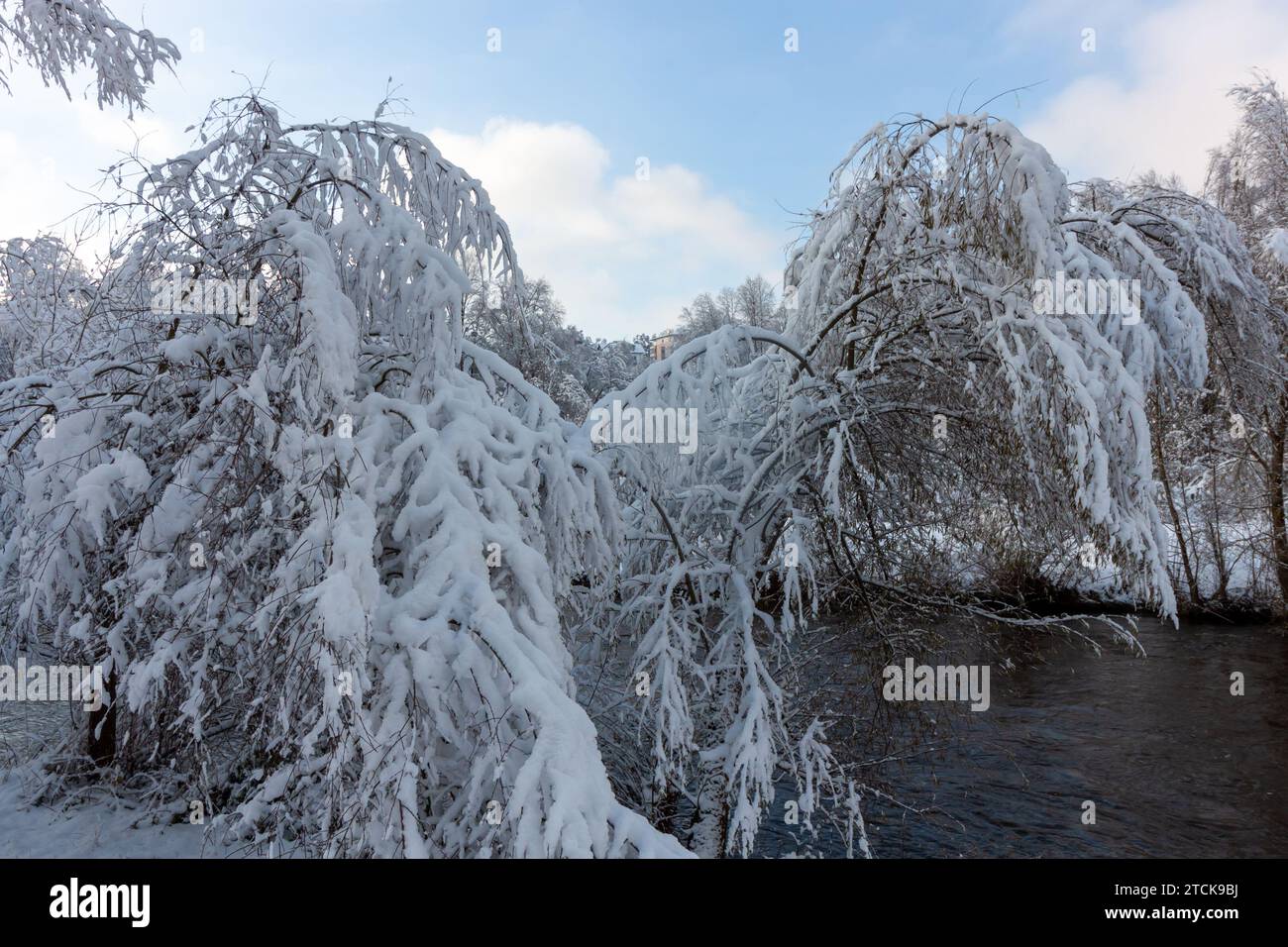 Snow-covered trees on the shore of fast flowing river in winter ...