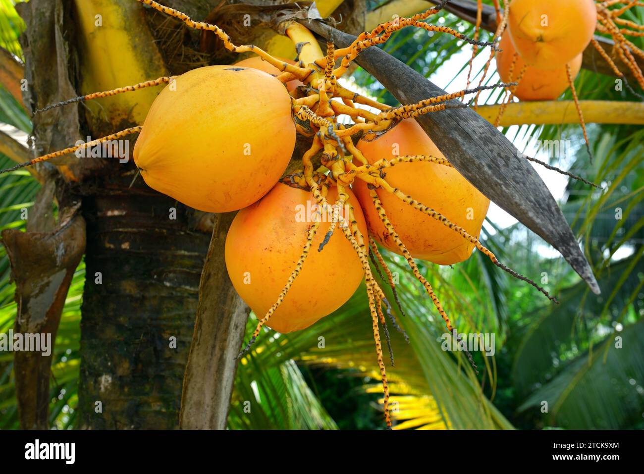 Coconut tree fruit hi-res stock photography and images - Alamy