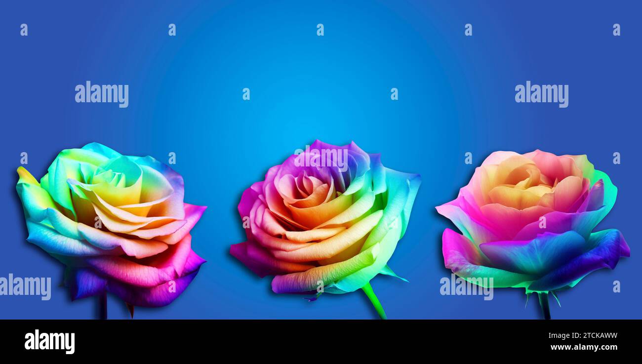 roses in fluorescent rainbow colors Stock Photo - Alamy