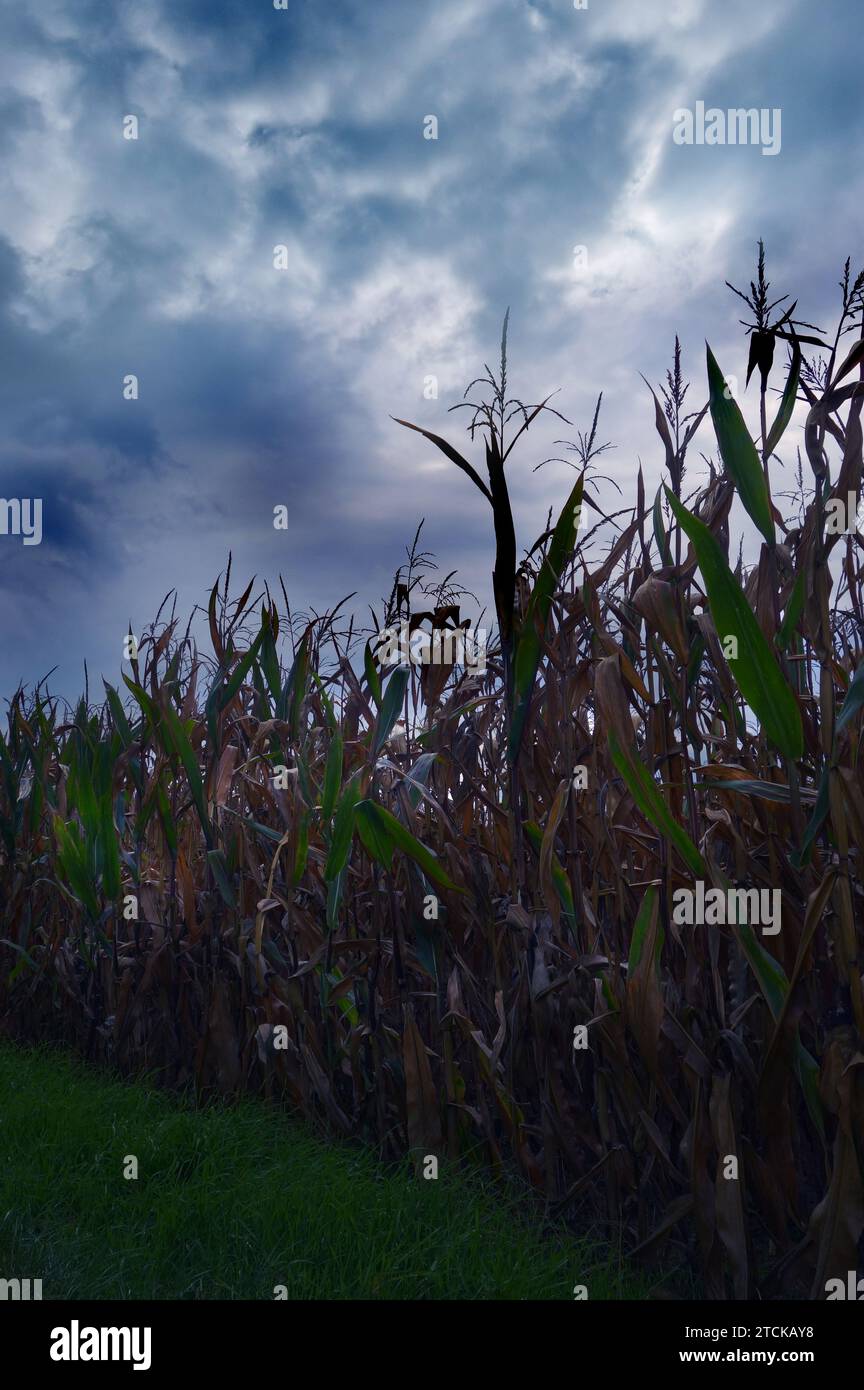 Low view corn field hi-res stock photography and images - Alamy