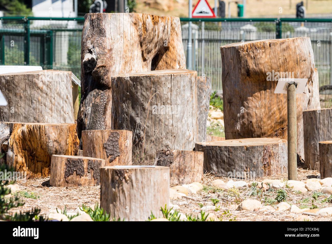 stumps of wood, chopped down tree trunks or logs used as outdoor ...