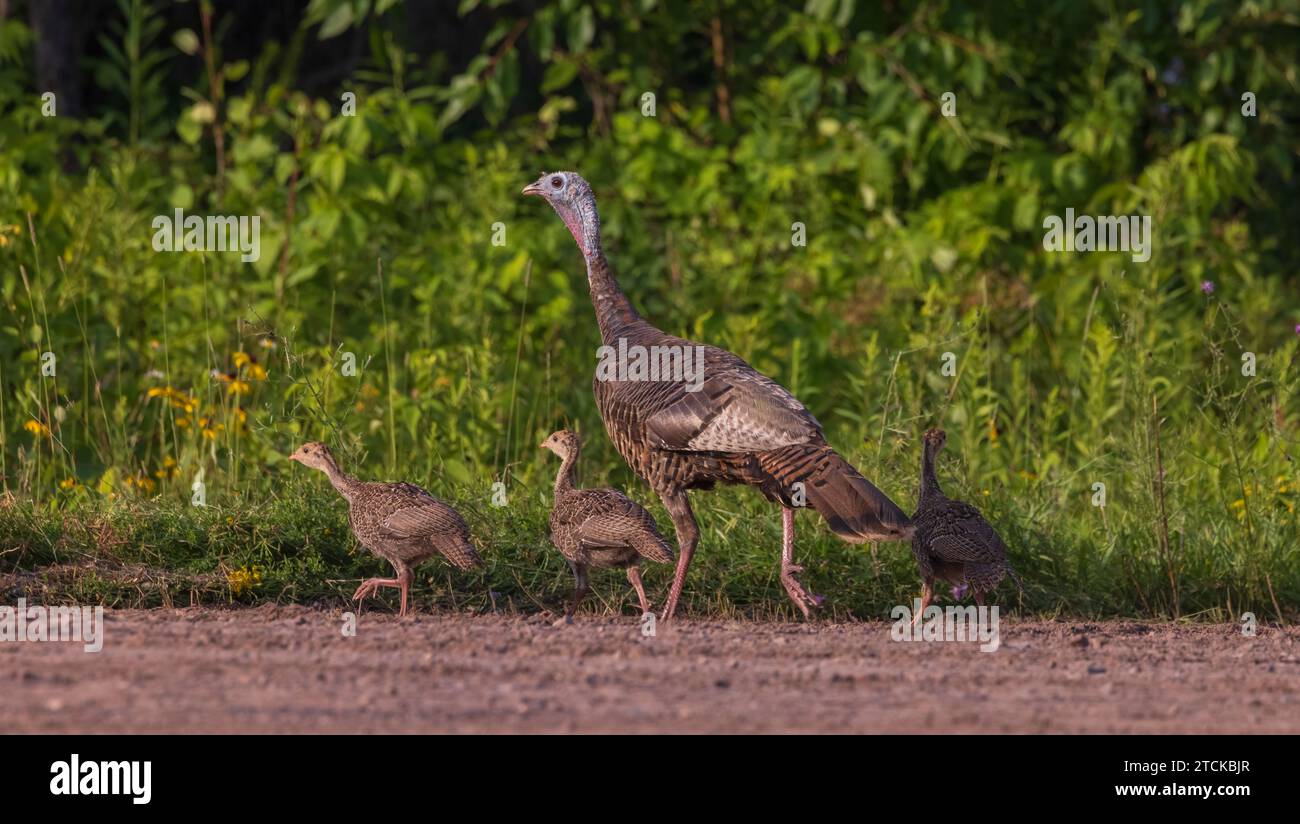 Hen turkey with poults hi-res stock photography and images - Alamy