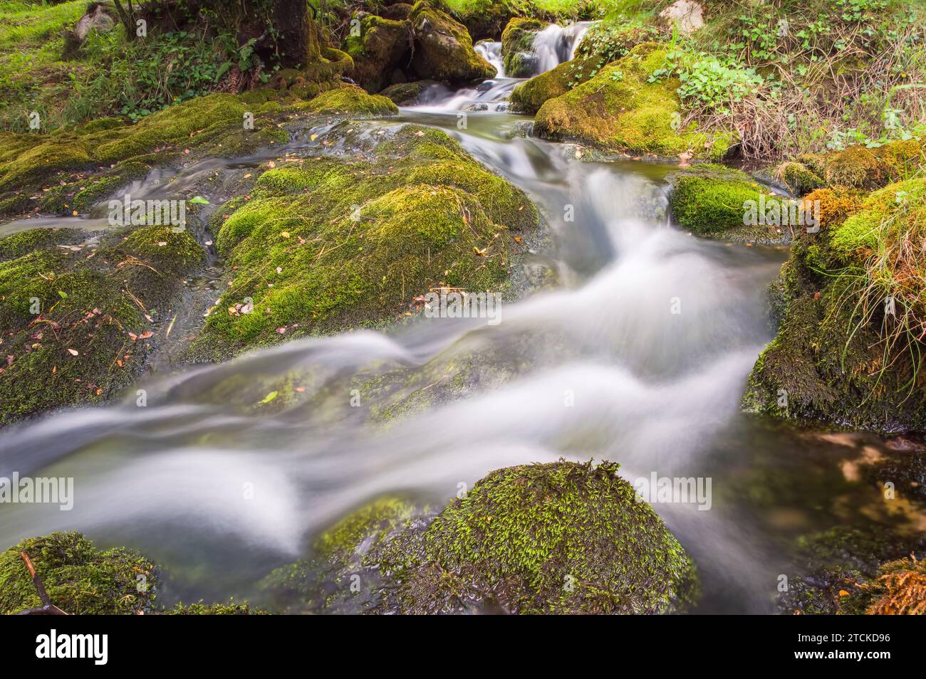 The vibrant ecosystem of a stream, where algae thrive and moss carpets ...