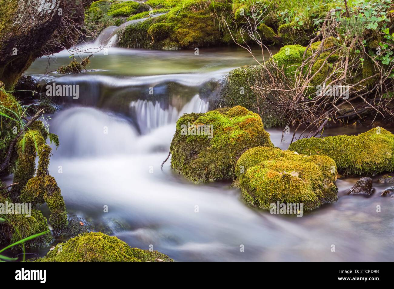 The vibrant ecosystem of a river stream, where algae thrive and moss ...