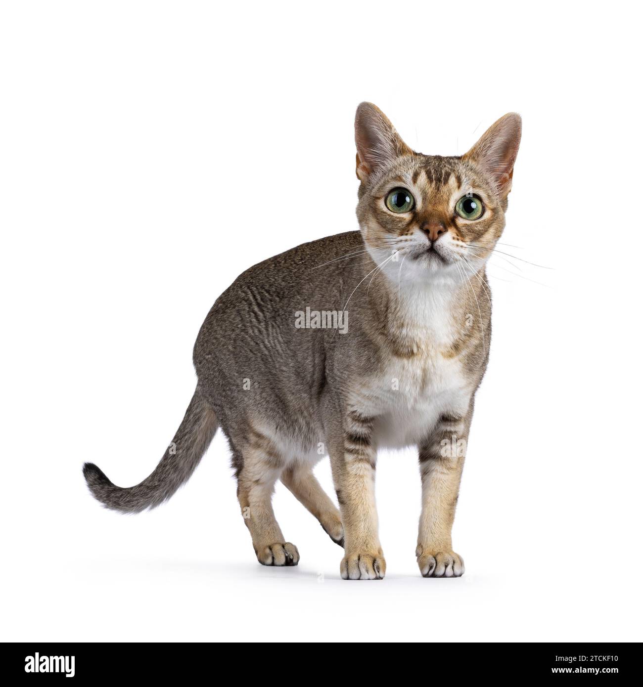 Cute curious Singapura cat, standing side ways facing front. Looking ...