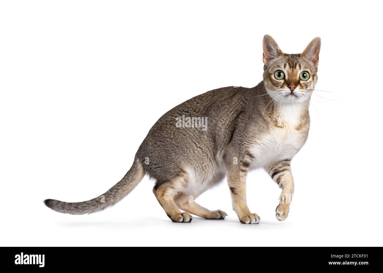 Cute curious Singapura cat, standing side ways. Looking towards camera ...