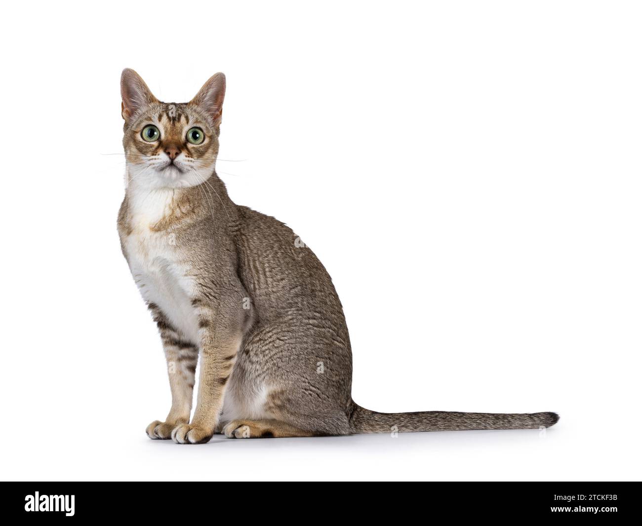 Cute curious Singapura cat, sitting up side ways. Looking towards ...